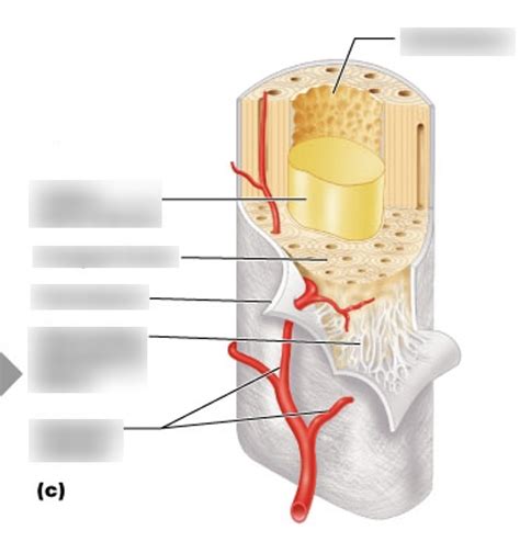 Long Bone Internal Layers Diagram Quizlet
