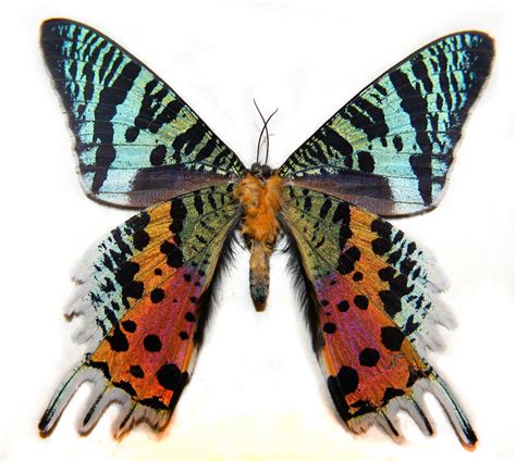 Madagascan Sunset Moth Chrysiridia Rhipheus Display Full Image