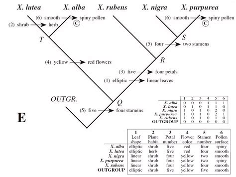 Cladistic Analysis Phylogenetics Ppt