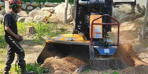 How To Remove Tree Roots Properly Avoid Tree Damage