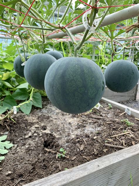 Watermelon Trellis My Watermelon Trellis Worked Really Well This