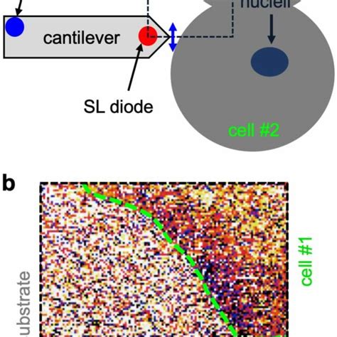 Selection Of The Region Of Interest A Scheme Of The Scan Area With