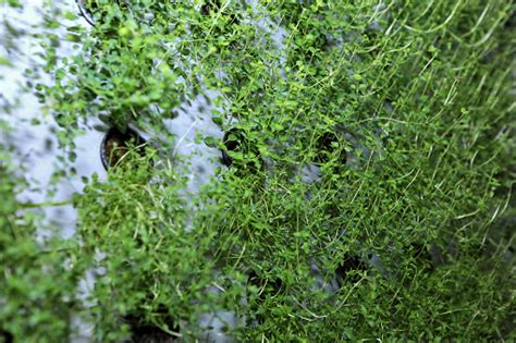 식물 에어로포닉스를 재배 녹지와 식물의 독특한 생산 플랜트 생산의 에어로포닉 시스템 일년 내내 식물을 재배하는 혁신적인 방법 겨울에 식물을 성장하기위한 온실 급수 식물을