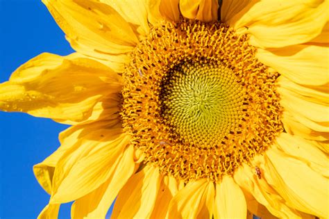 ภาพระยะใกล้ของดอกทานตะวันในประเทศที่บานสะพรั่งของดอกทานตะวันทั่วไป Helianthus ภาพสต็อก ดาวน์