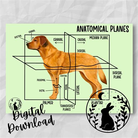 Veterinary Anatomical Planes Printable Digital Download Svn Student