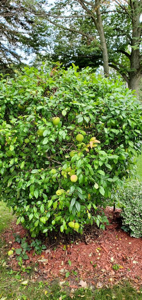 Cannot Figure Out What This Is Rfruit