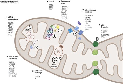Genetic Defects In Genes Encoding For Proteins With Mitochondrial