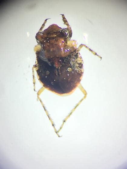 Gelastocoris Oculatus Toad Bug Bugguide Net