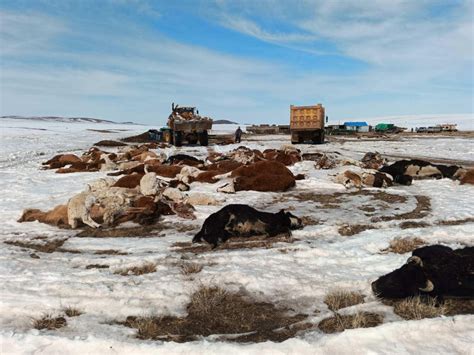 Улсын хэмжээнд малын сэг зэмийг устгах цэвэрлэх ажлыг эхлүүллээ