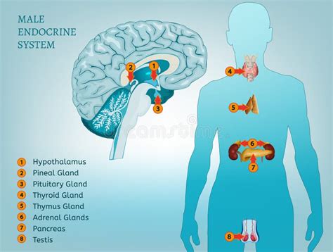 Endocrine System Structure