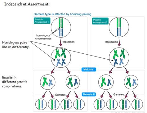Law Of Independent Assortment Biology