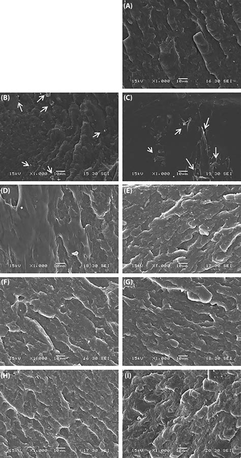 Sem Micrographs Of A Pcl B Pcl 1 Bent C Pcl 2 Bent D Pcl