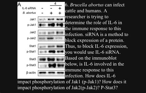 Solved Brucella Abortus Can Infect Cattle And Humans A