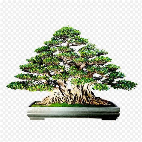 盘栽PNG图片素材下载 图片编号8649312 PNG素材网