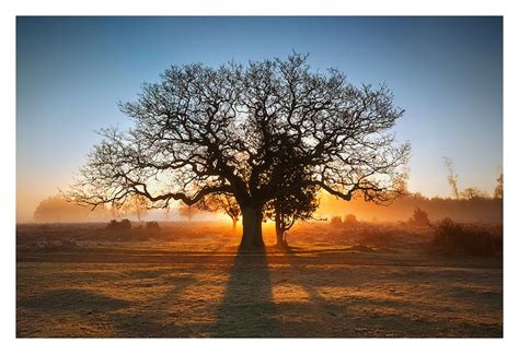 Images About Trees Of Life On Pinterest