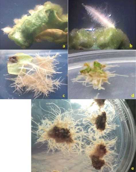 Figure 2 1 From Andrographolide Production And Functional Characterization Of Biosynthetic