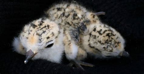Snowy Plover Chicks