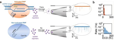 Crispr Cas‐powered Biosensing Deng 2023 Analysis And Sensing Wiley Online Library