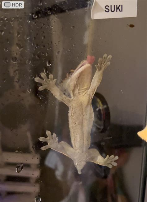 Hey Would Anyone Be Able To Help Sex My Gecko This Is A Old Picture From When I First Got Him