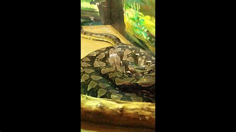 Reticulated Python Vs Anaconda Size At Mary Bilbo Blog