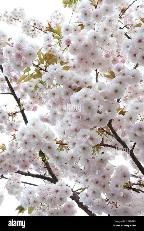 Prunus ‘ichiyo Ichiyo Cherry Blossom Stalked Clusters Of Shell Pink