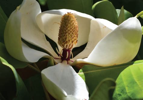 Global Conservation Gap Analysis Of Magnolia Botanic Gardens