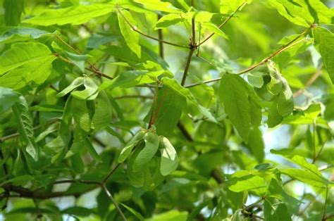 단풍나무 종류와 특징에 대해 공부해보자 네이버 블로그