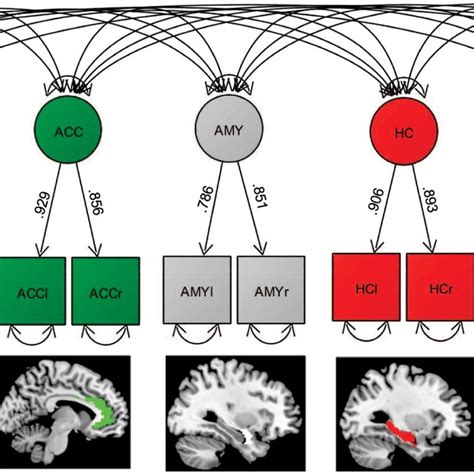 A Simplified Illustration Of The Cfa Of The Latent Brain Factor Model Download Scientific