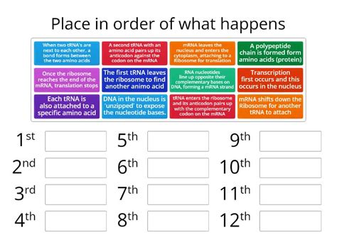 Igcse Protein Synthesis Rank Order