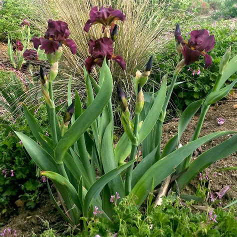 Zone 4 Reblooming Iris