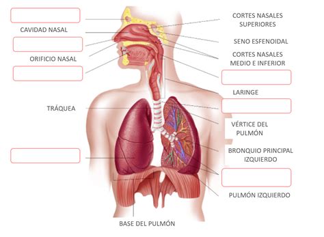 Sistema Respiratorio