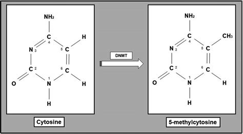 Cytosine Dna