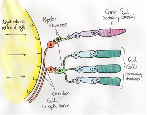Are Rods And Cones Cells At Cindy Ehrhardt Blog