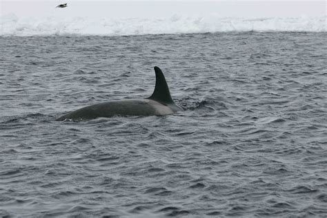 Ocean Mammals Object Detection Dataset By Projects