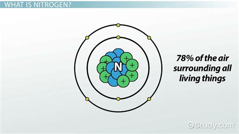 Ammonification Definition And Nitrogen Cycle Video