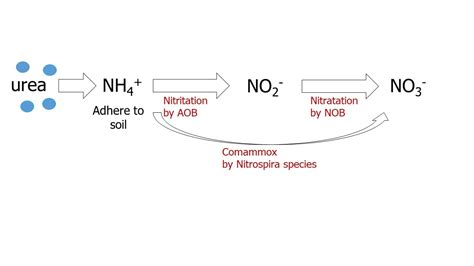 Using Turfgrass Root Exudates To Decrease Nitrogen Losses Turfgrass