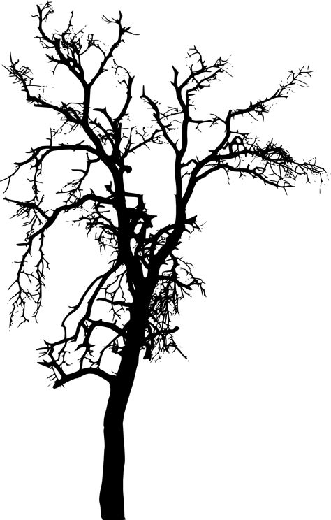 Bare Tree Silhouette PNG Transparent Vol OnlyGFX Com