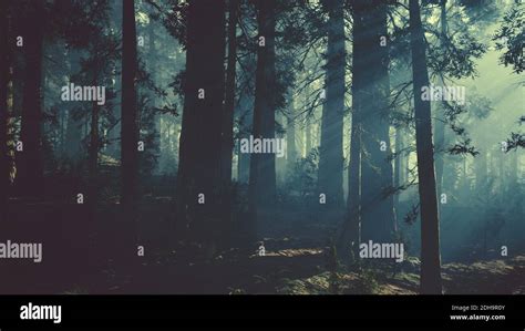 Black Tree Trunk In A Dark Pine Tree Forest Stock Photo Alamy