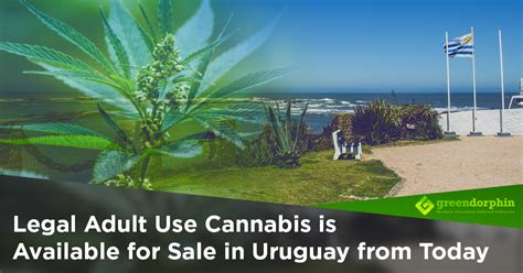 Legal Adult Use Cannabis Is Available For Sale In Uruguay From Today