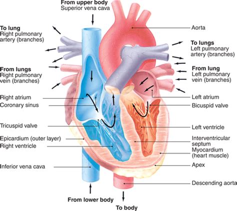Advanced EMT Chapter 21 Flashcards Quizlet