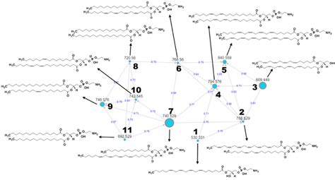 Ms Ms Based Molecular Networking From A Cluster Of Glycerophospholipids Download Scientific