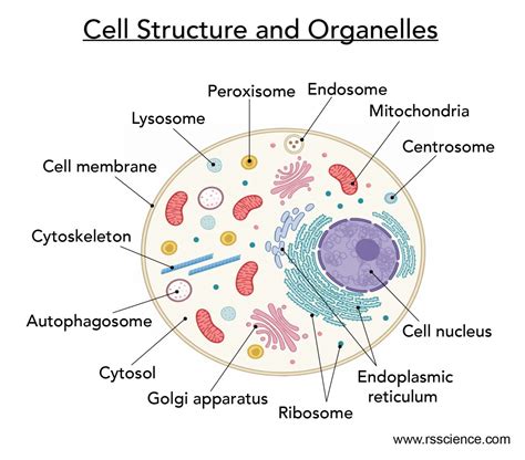 Cell Organelles And Their Functions Artofit