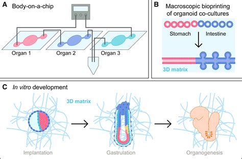 Bioengineering In Vitro Models Of Embryonic Development Stem Cell Reports