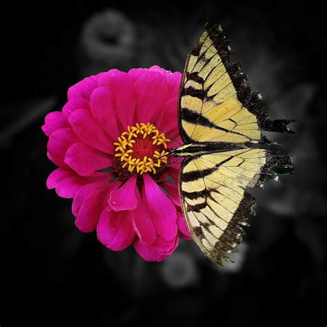 Duane Cormier Photography