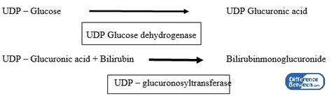 Difference Between Direct And Indirect Bilirubin Direct Vs Indirect