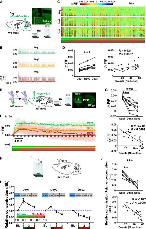 A Neural Circuit For Regulating A Behavioral Switch In Response To Prolonged Uncontrollability