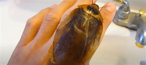 World Biggest Cockroach Larger Than Guinness Book Roach Baits