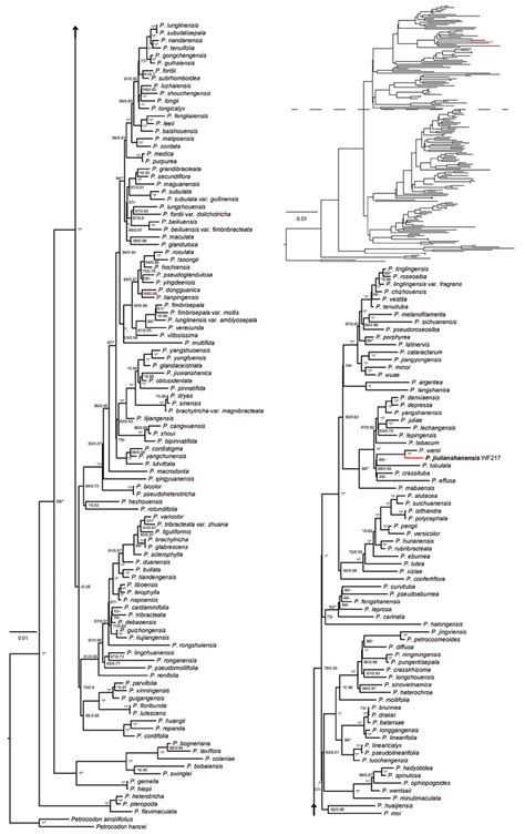 Phylogenetic Tree Of Primulina Generated From Maximum Likelihood Ml