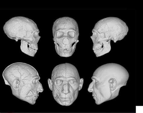 Classify The Amud 1 Neanderthal And Where Youd He Pass Today No Pegment