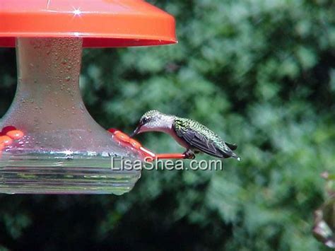 Hummingbird Nectar Food Recipe